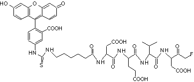 FITC-C6-DEVD-FMK | AAT Bioquest | Biomol.de