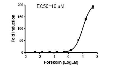 CRE/CREB Luciferase Reporter Lentivirus | BPS Bioscience | Biomol.com