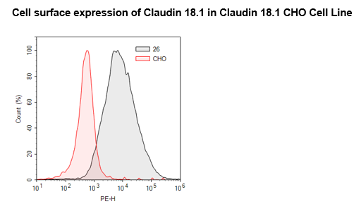 Claudin-18 Isoform 1 CHO Cell Line | BPS Bioscience | Biomol.com