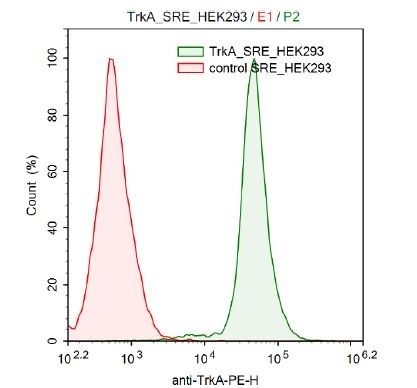 TrkA / SRE Reporter - HEK293 Recombinant Cell Line | BPS Bioscience ...