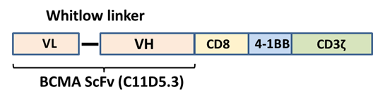 Anti-BCMA CAR-T Cells | BPS Bioscience | Biomol.com