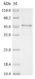 Y-box-binding protein 3 (YBX3), human, recombinant | Cusabio | Biomol.com