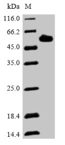 Dentin matrix acidic phosphoprotein 1 (DMP1), human, recombinant ...