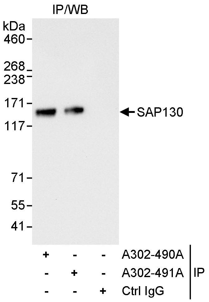 Anti-SAP130 | Bethyl Laboratories | Biomol.com
