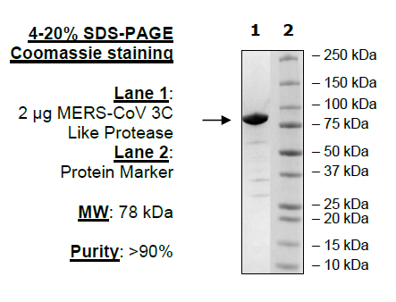 3CL Protease, MBP-tag, His-tag (MERS-CoV) | BPS Bioscience | Biomol.com