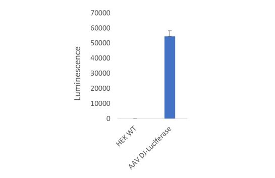 AAV-DJ Luciferase | BPS Bioscience | Biomol.com