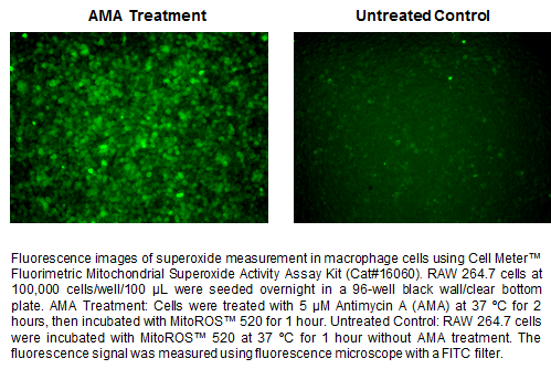 Cell Meter(TM) Fluorimetric Mitochondrial Superoxide Activity Assay Kit ...