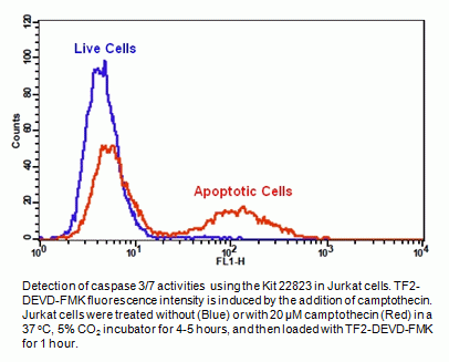 Cell Meter(TM) Fluorometric Caspase 3/7 Activity Assay Kit *Green Fluorescence Optimized for ...
