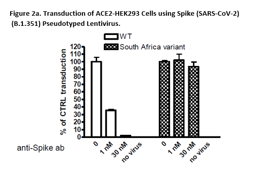 Spike (beta B.1.351 Variant) (SARS-CoV-2) Pseudotyped Lentivirus (Luc Reporter) | BPS Bioscience ...