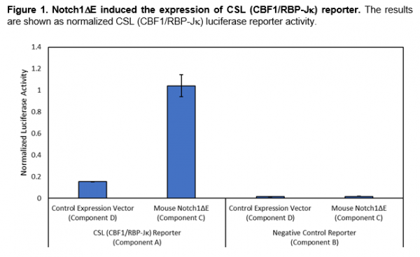 Notch Reporter Assay Kit (cAMP/PKA pathway) | BPS Bioscience | Biomol.com