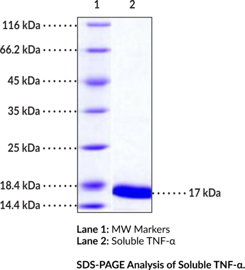 Soluble TNF-alpha (mouse, recombinant) | Cayman Chemical | Biomol.com