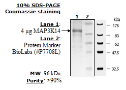 MAP3K14(NIK), active human recombinant protein | BPS Bioscience ...