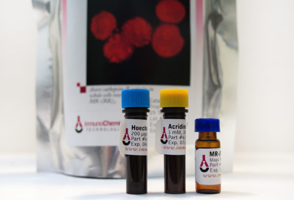 Magic Red(TM) Cathepsin B Assay Kit | ImmunoChemistry Technologies ...