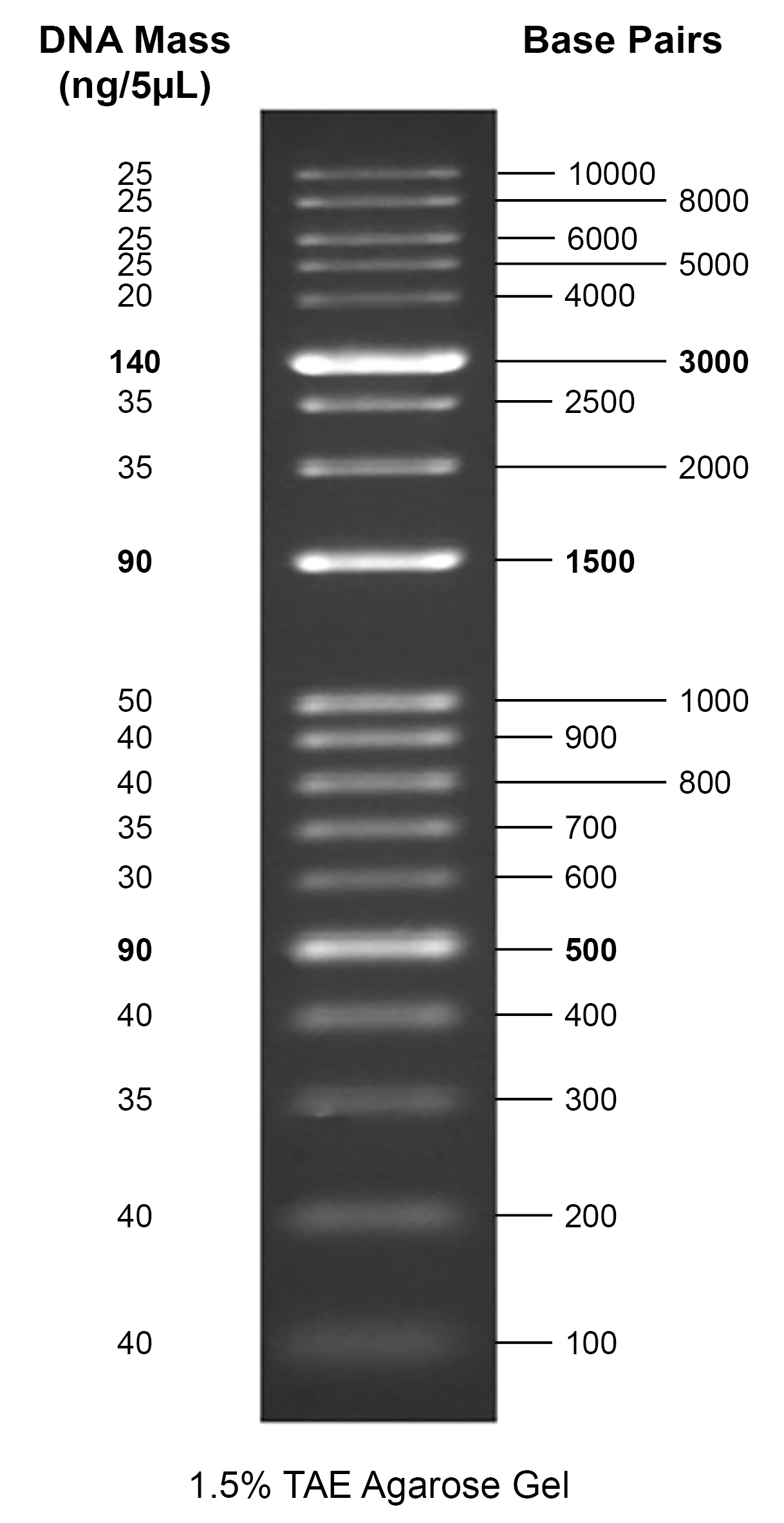 Gelite(TM) 100 bp-1 kb DNA Ladder | AAT Bioquest | Biomol.com