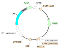 CFP (mTurquoise2) Lentivirus | BPS Bioscience | Biomol.com