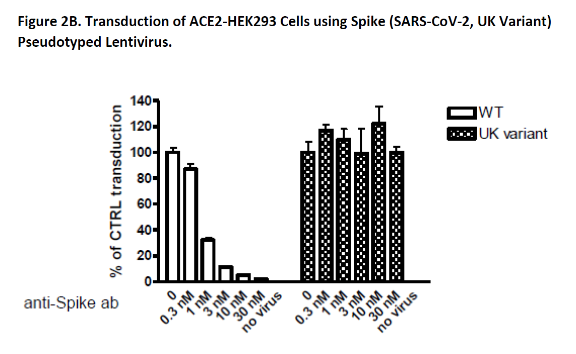 Spike (SARS-CoV-2, alpha B.1.1.7 Variant) Pseudotyped Lentivirus (Luc Reporter) | BPS Bioscience ...