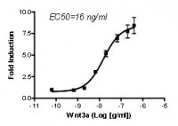 WNT TCF/LEF Reporter Kit | BPS Bioscience | Biomol.com
