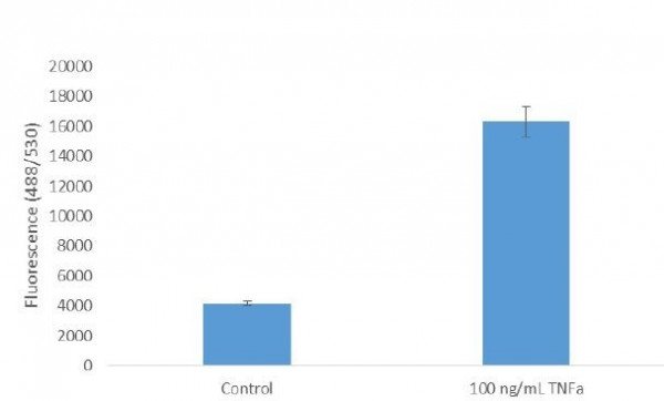 NF-kappaB (GFP) - Reporter HEK293 Recombinant Cell Line | BPS ...