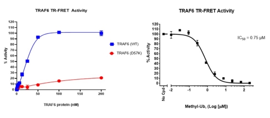 TRAF6 Intrachain TR-FRET Assay Kit | BPS Bioscience | Biomol.de