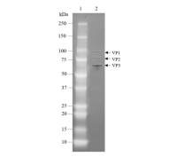 AAV8 SaCas9 | BPS Bioscience | Biomol.com