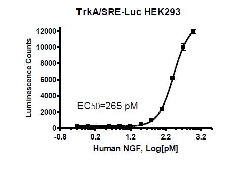 TrkA / SRE Reporter - HEK293 Recombinant Cell Line | BPS Bioscience ...