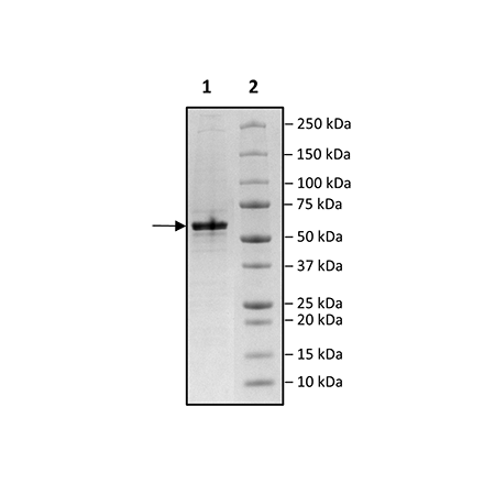 KAT8 (MOF), FLAG-Tag Recombinant | BPS Bioscience | Biomol.com