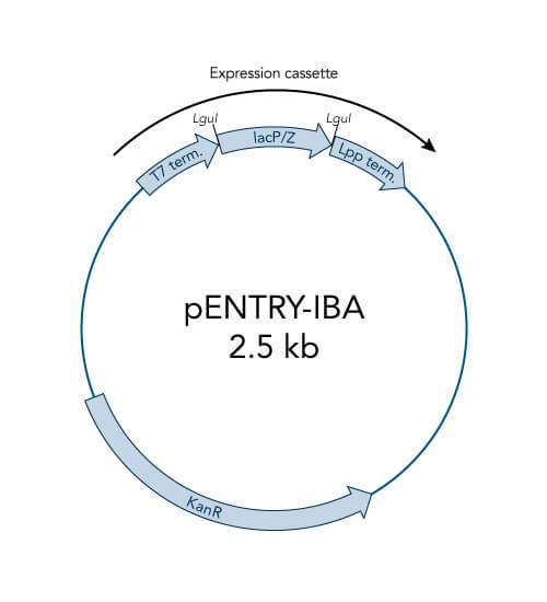 pENTRY-IBA51 vector | IBA Lifesciences | Biomol.com