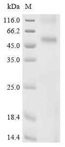 Alpha-1A adrenergic receptor (ADRA1A), recombinant human | Cusabio ...