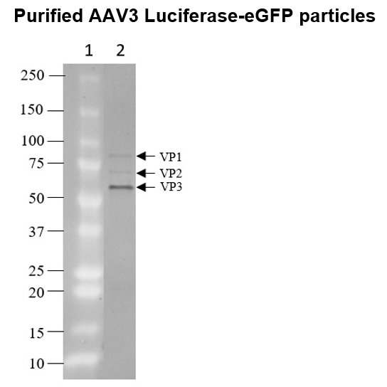 AAV3 Luciferase-eGFP | BPS Bioscience | Biomol.com