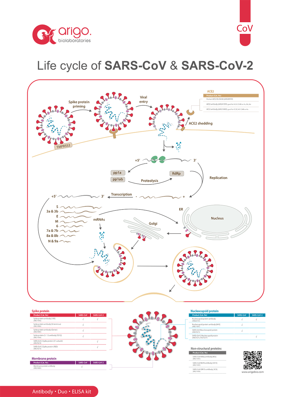 Wall Posters | Resources | Biomol GmbH - Life Science Shop