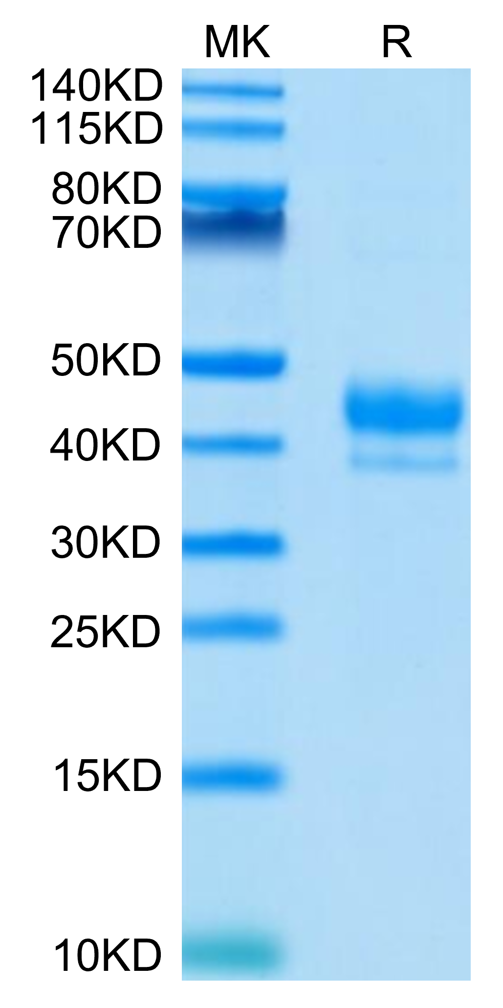 Human CD3E/CD3 epsilon 1-27 Protein | KACTUS | Biomol.com