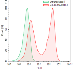 Anti-BCMA CAR-T Cells | BPS Bioscience | Biomol.com