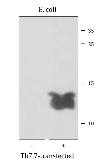 Anti-M. tuberculosis antigen Tb7.7 | Arigo Biolaboratories | Biomol.com