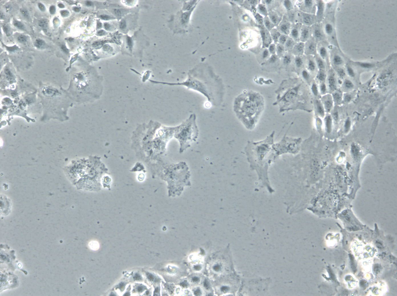TRI-C3H Cells | Cytion | Biomol.com