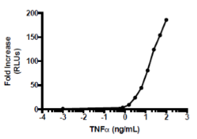 NF-kappaB Reporter Cellular Assay Pack (HCT116) | BPS Bioscience ...