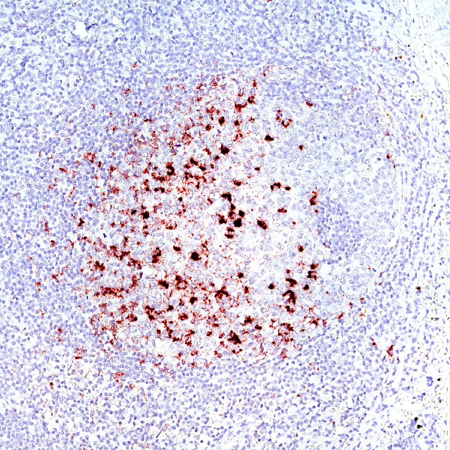 Naveni PD1/PD-L1 HRP | Navinci | Biomol.com