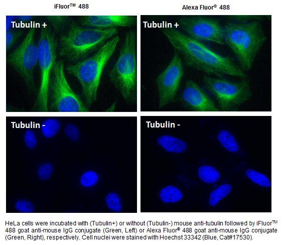 iFluor(TM) 488 goat anti-mouse IgG (H+L) *Cross Adsorbed* | AAT ...