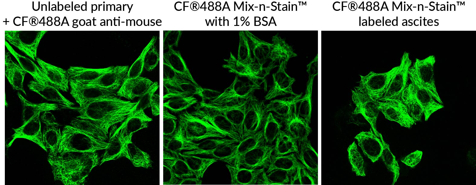 Mix-n-Stain(TM) CF(R)405S Antibody Labeling Kit | Biotium | Biomol.de