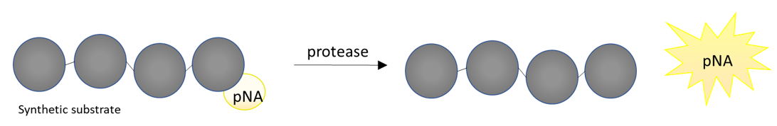 Thrombin Inhibitor Screening Assay Kit | BPS Bioscience | Biomol.de