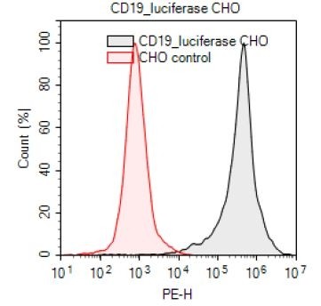 CD19 / Firefly Luciferase - CHO Recombinant Cell Line | BPS Bioscience | Biomol.com