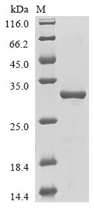 Fin bud initiation factor homolog (Fibin), mouse, recombinant | Cusabio ...