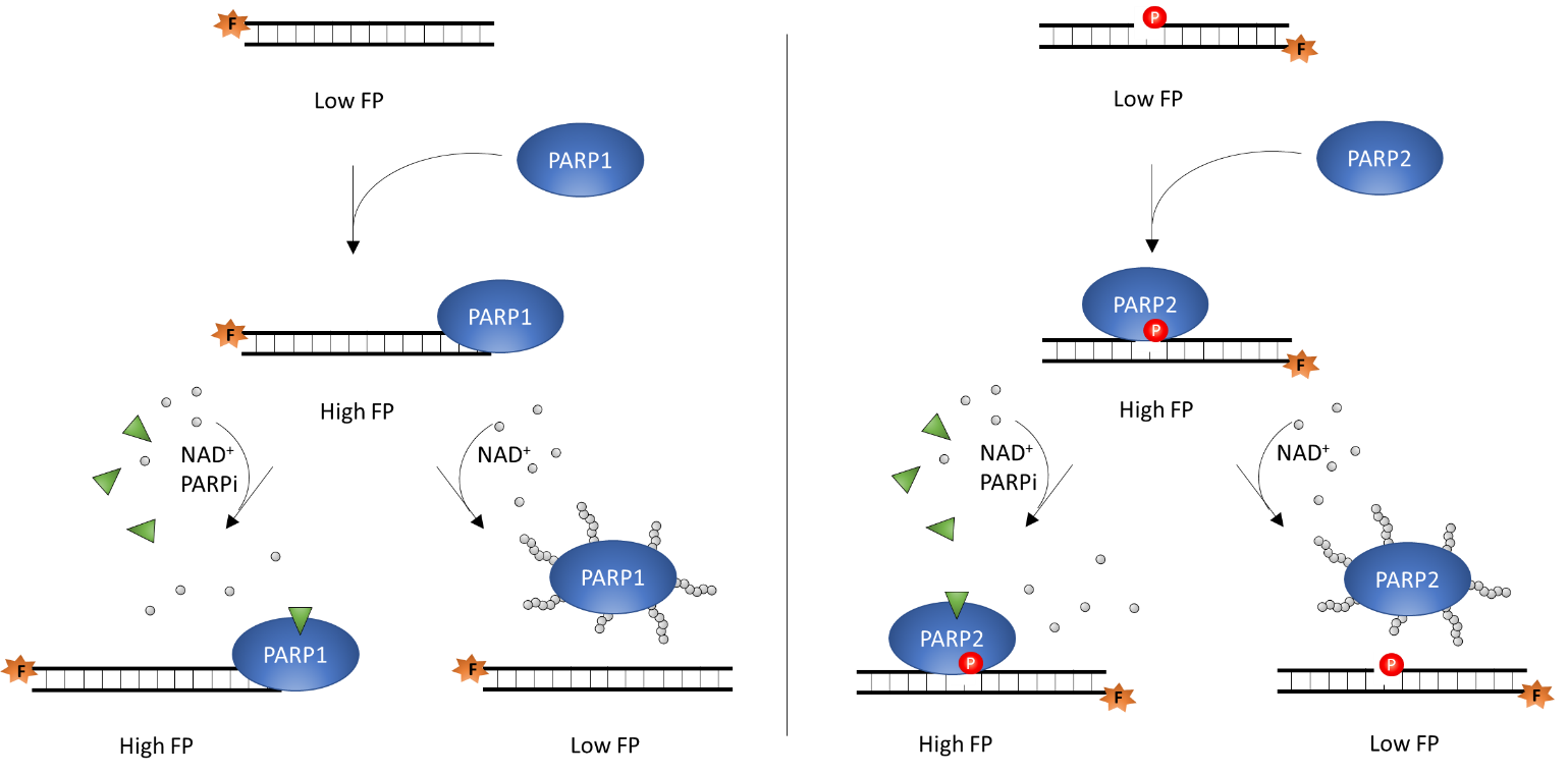 PARPtrap(TM) Combo Assay Kit for PARP1 and PARP2 | BPS Bioscience | Biomol.de