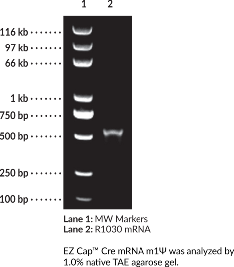 EZ Cap(TM) Cre mRNA (m1Psi) | Cayman Chemical | Biomol.com