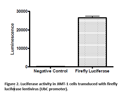 Firefly Luciferase Lentivirus (UbC Promoter) | BPS Bioscience | Biomol.de