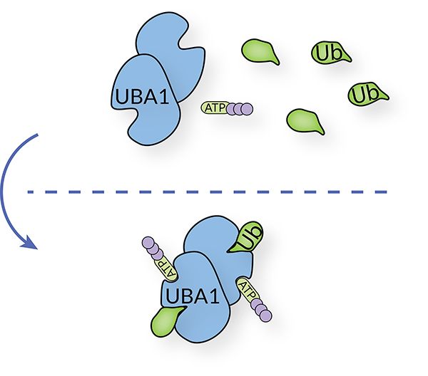 Ubiquitin Activating Enzyme E1 [UBE1] (human) (rec.) (untagged) | South ...