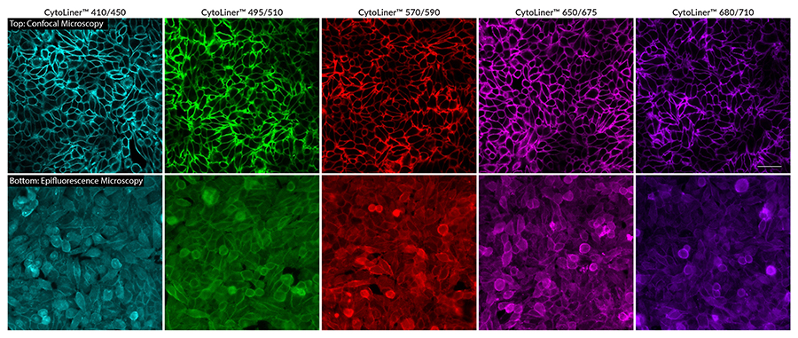 CytoLiner(TM) 495/510 Fixed Cell Membrane Stain | Biotium | Biomol.com