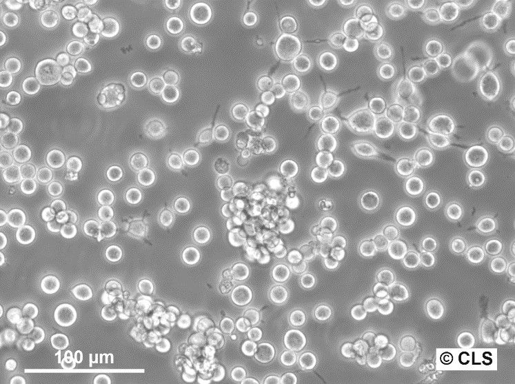 RBL-1 Cells | Cytion | Biomol.com