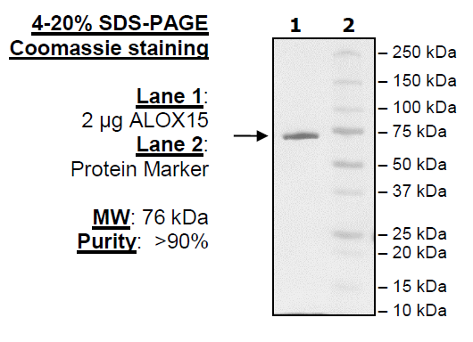 ALOX15, FLAG-tag, human recombinant protein | BPS Bioscience | Biomol.com