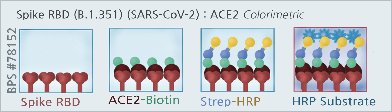 Spike S1 RBD (beta B.1.351 Variant) (SARS-CoV-2): ACE2 Inhibitor Screening Colorimetric Assay ...