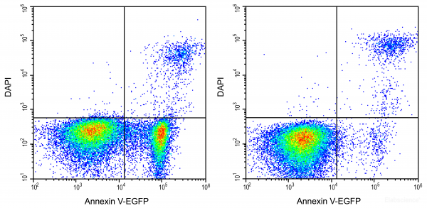 Annexin V-EGFP / DAPI Apoptosis Detection Kit | Elabscience | Biomol.com